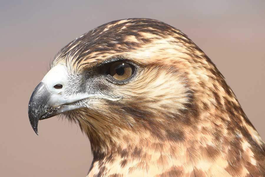 The Galapagos endemic Birds Facts