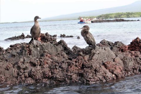 Principales especies endémicas de Galápagos | Galapagos Wildlife